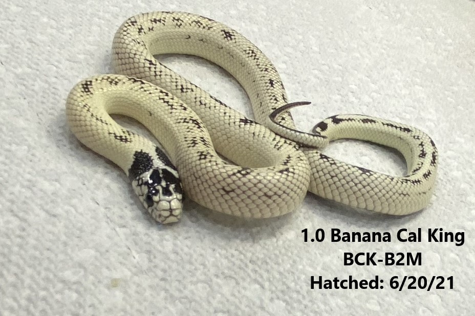 Banana California Kingsnake by A Reptile Adventure - MorphMarket