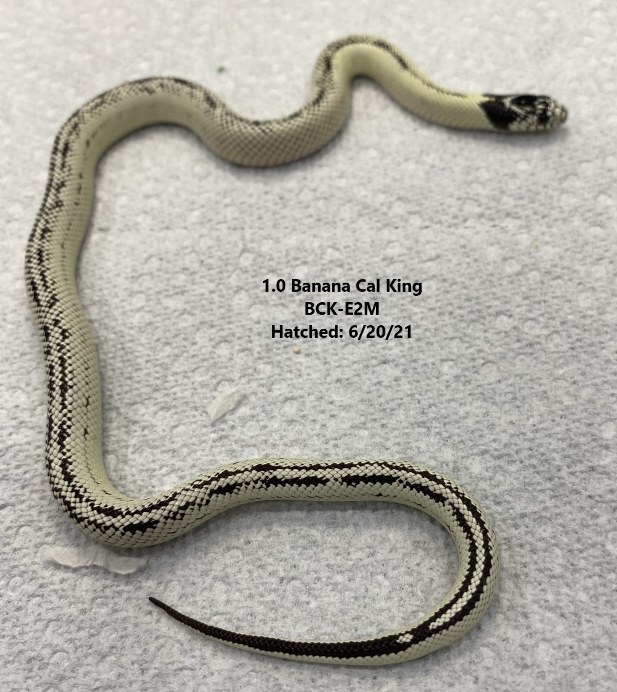 Banana California Kingsnake by A Reptile Adventure - MorphMarket