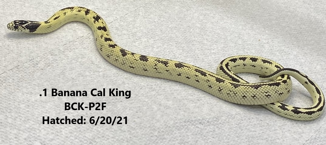Banana Cal King California Kingsnake by Herp Addict - MorphMarket