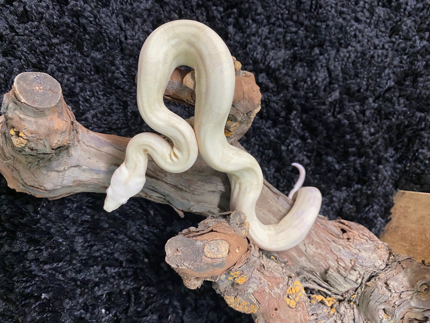 Pos Super MoonGlow Baby Boa Constrictor by A Reptile Adventure ...
