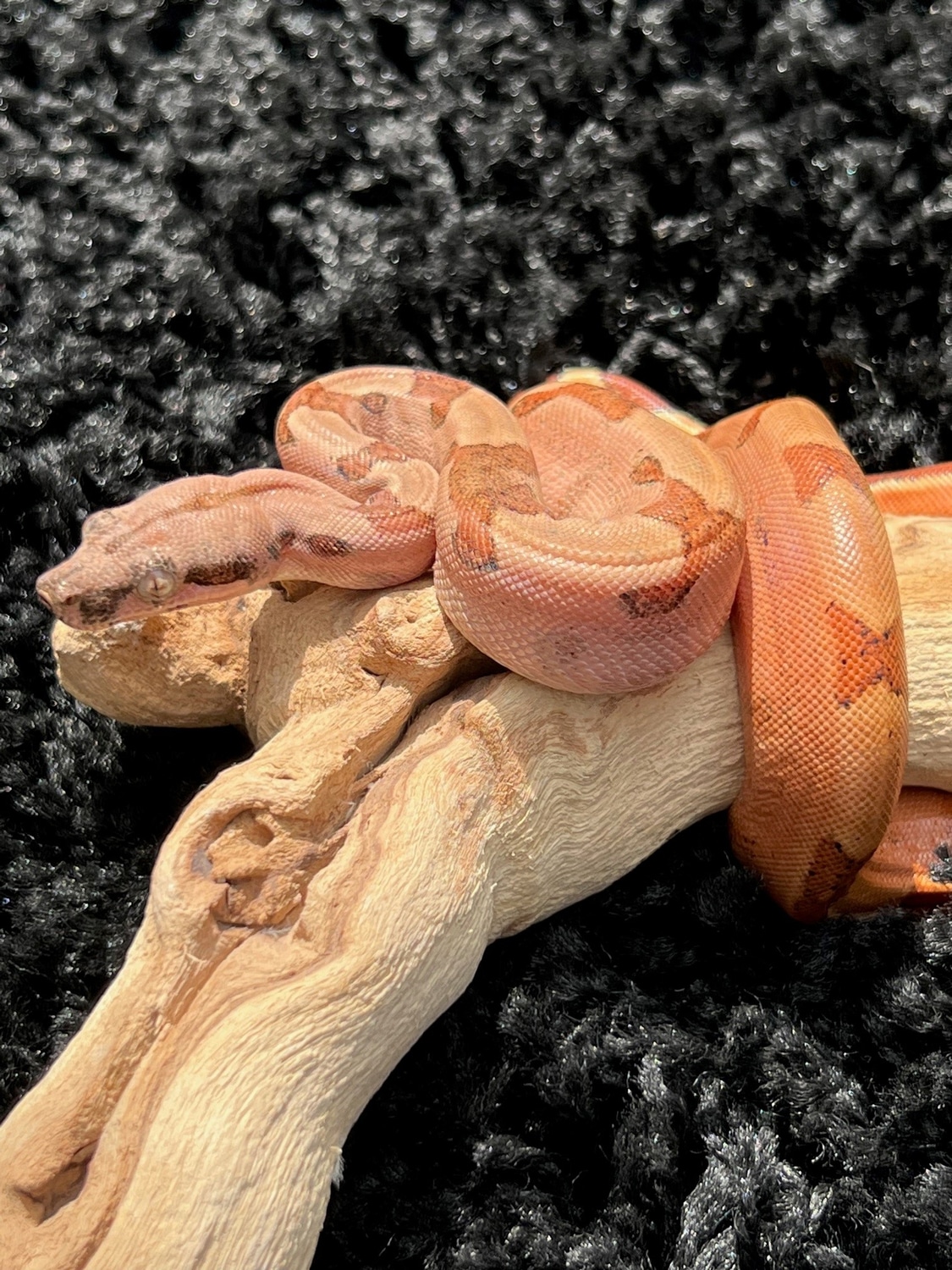 Yearling Hypo Blood Het Kahl Albino Boa Constrictor by A Reptile ...