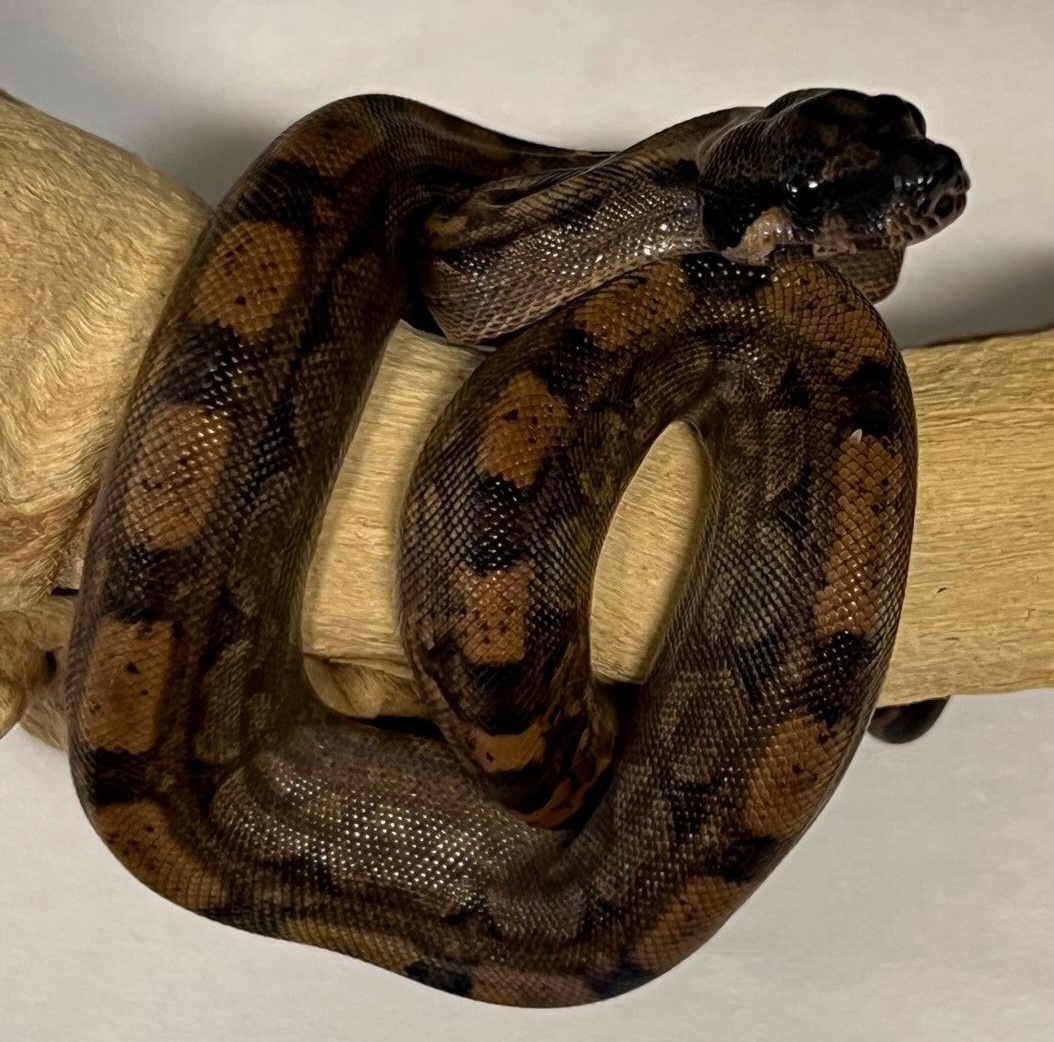 Motley Blood 100% Het El Diablo (Het CA T-POS) Boa Constrictor by A ...