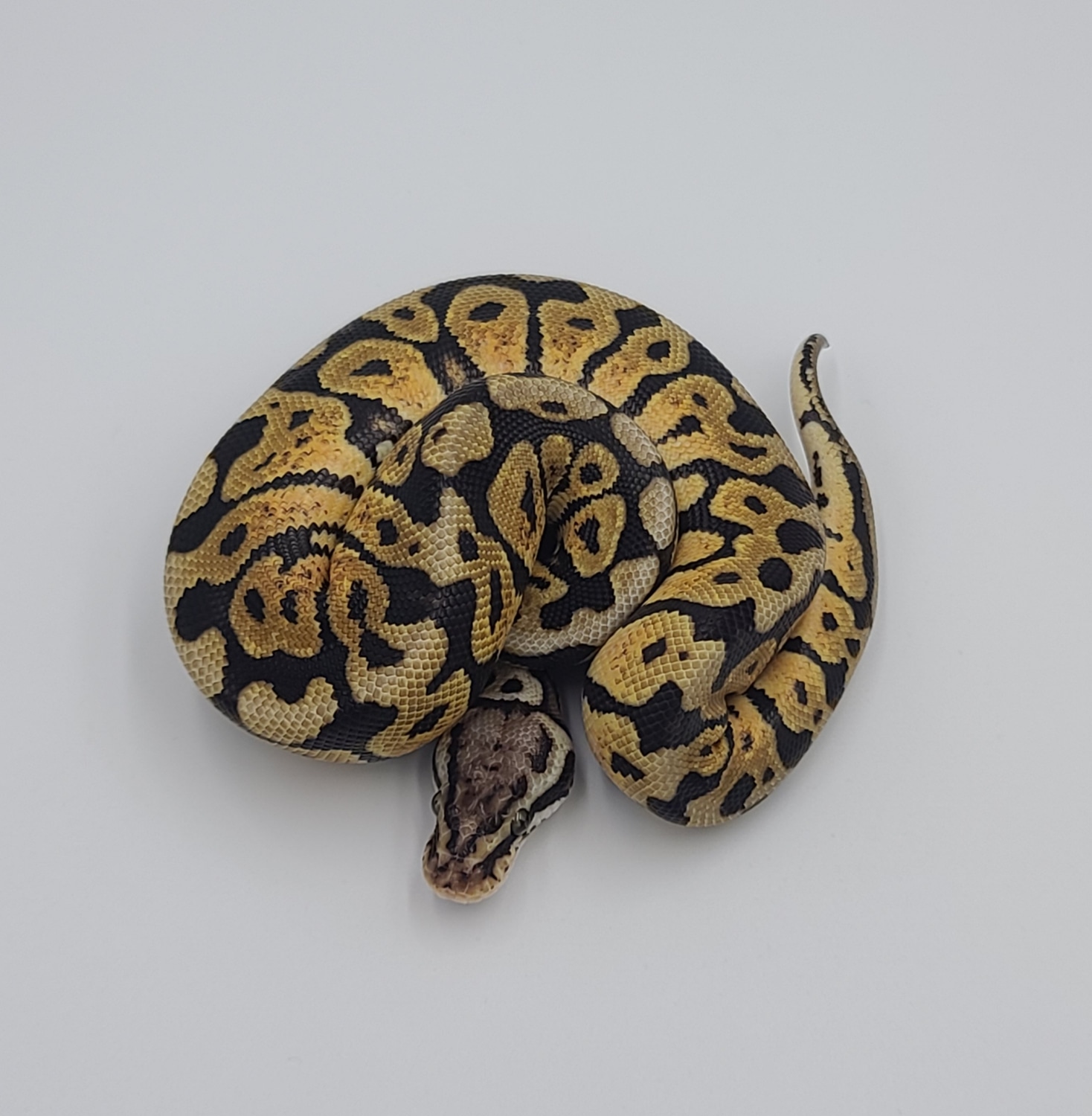 Pastel Spotnose Ball Python by Unbelievaballs - MorphMarket