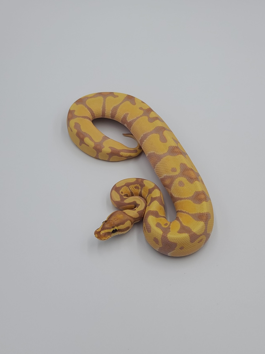 Banana Enchi Het Clown Ball Python by Unbelievaballs - MorphMarket