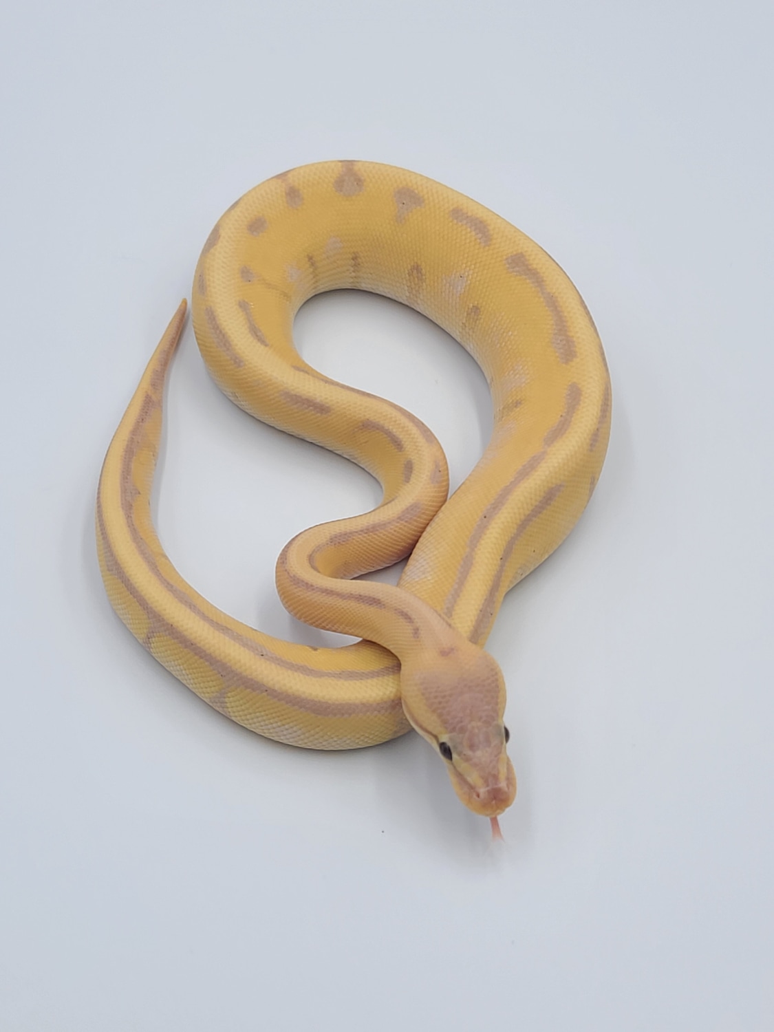 Pastel Banana G-stripe Het VPI Axanthic Ball Python by Unbelievaballs ...