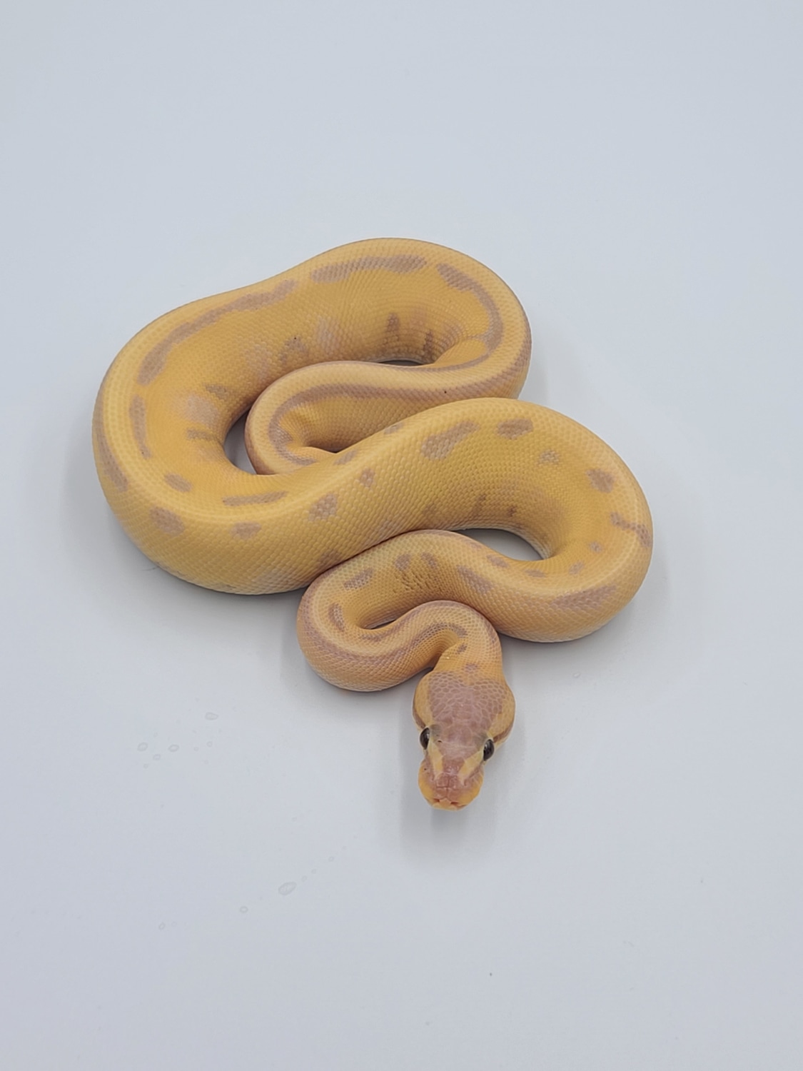 Pastel Banana G-stripe Het VPI Axanthic Ball Python by Unbelievaballs ...