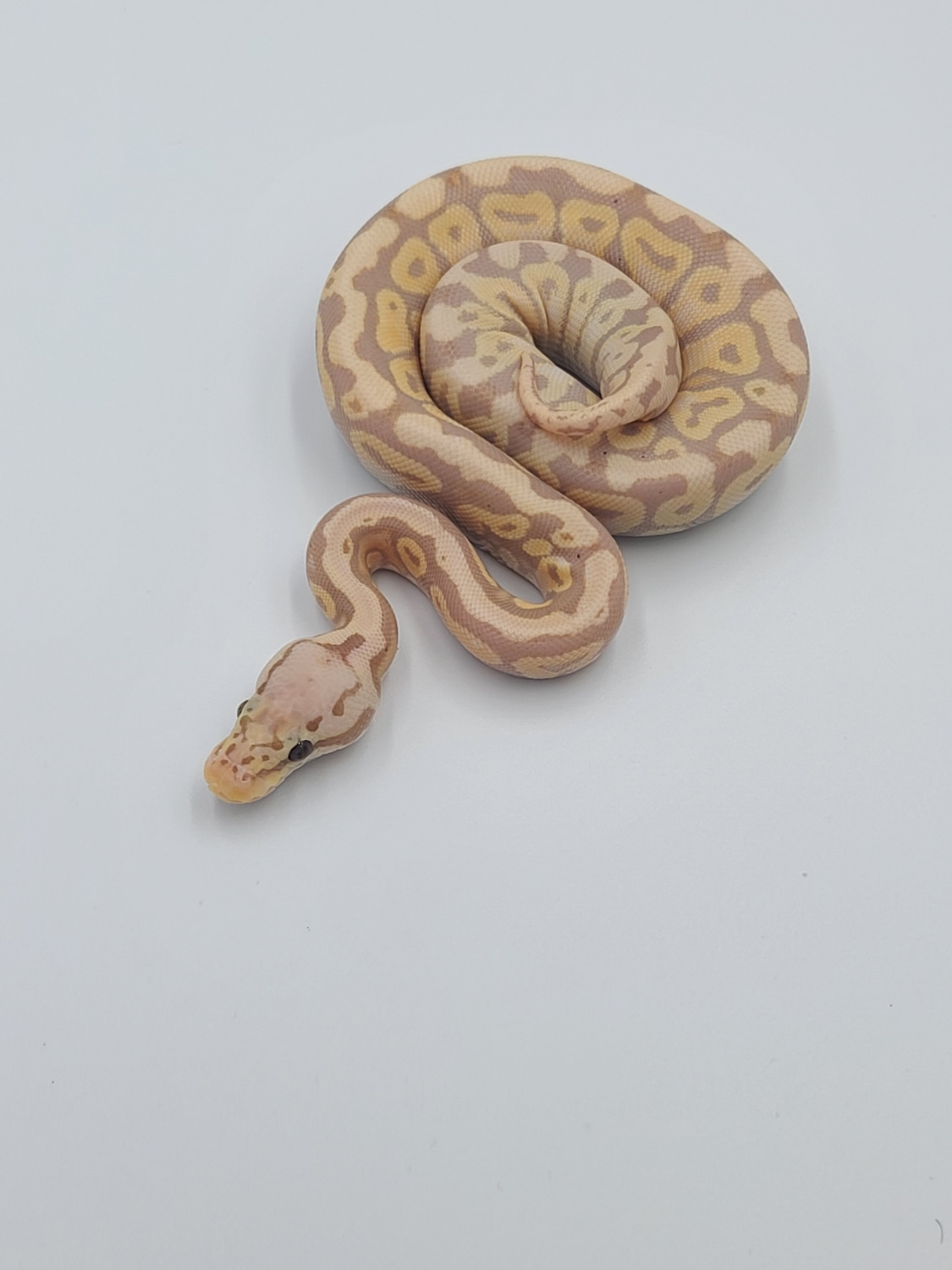 Pastel Banana Spotnose Ball Python by Unbelievaballs - MorphMarket