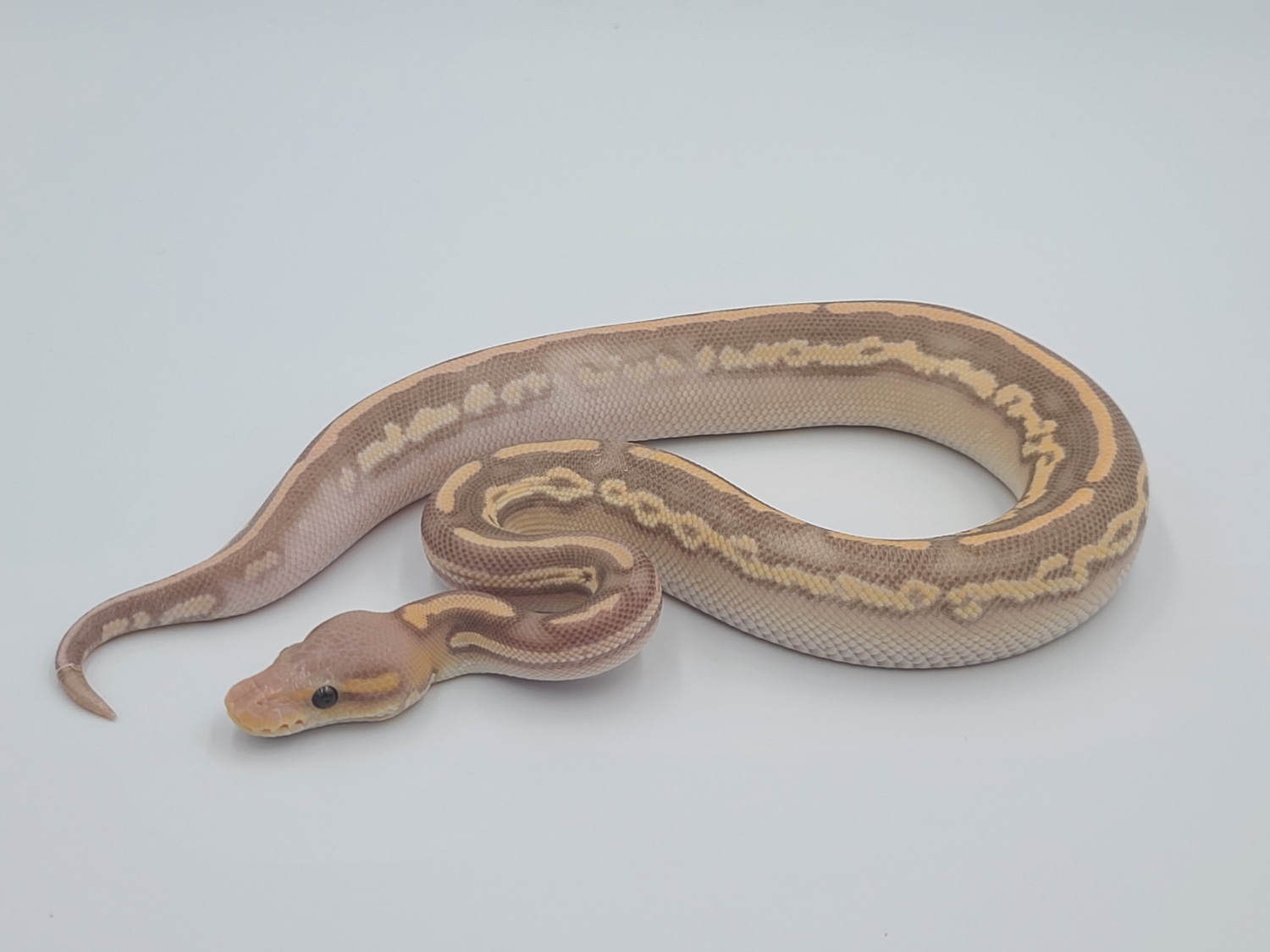Banana Black Pastel Lesser Orange Dream Ball Python by Unbelievaballs ...