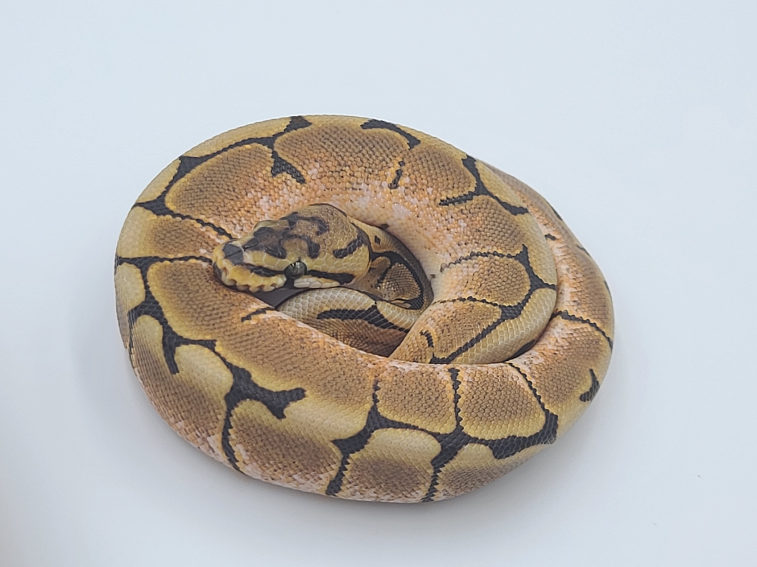 Spider DBL Het Hypo Tri Stripe Ball Python by Unbelievaballs - MorphMarket