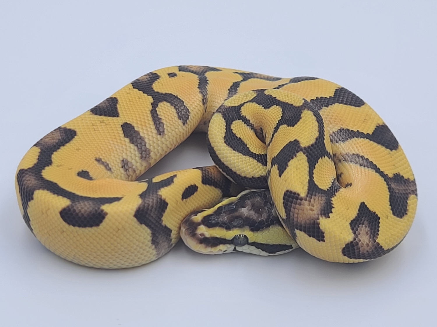 Firefly Enchi Het Puzzle Ball Python by Unbelievaballs - MorphMarket