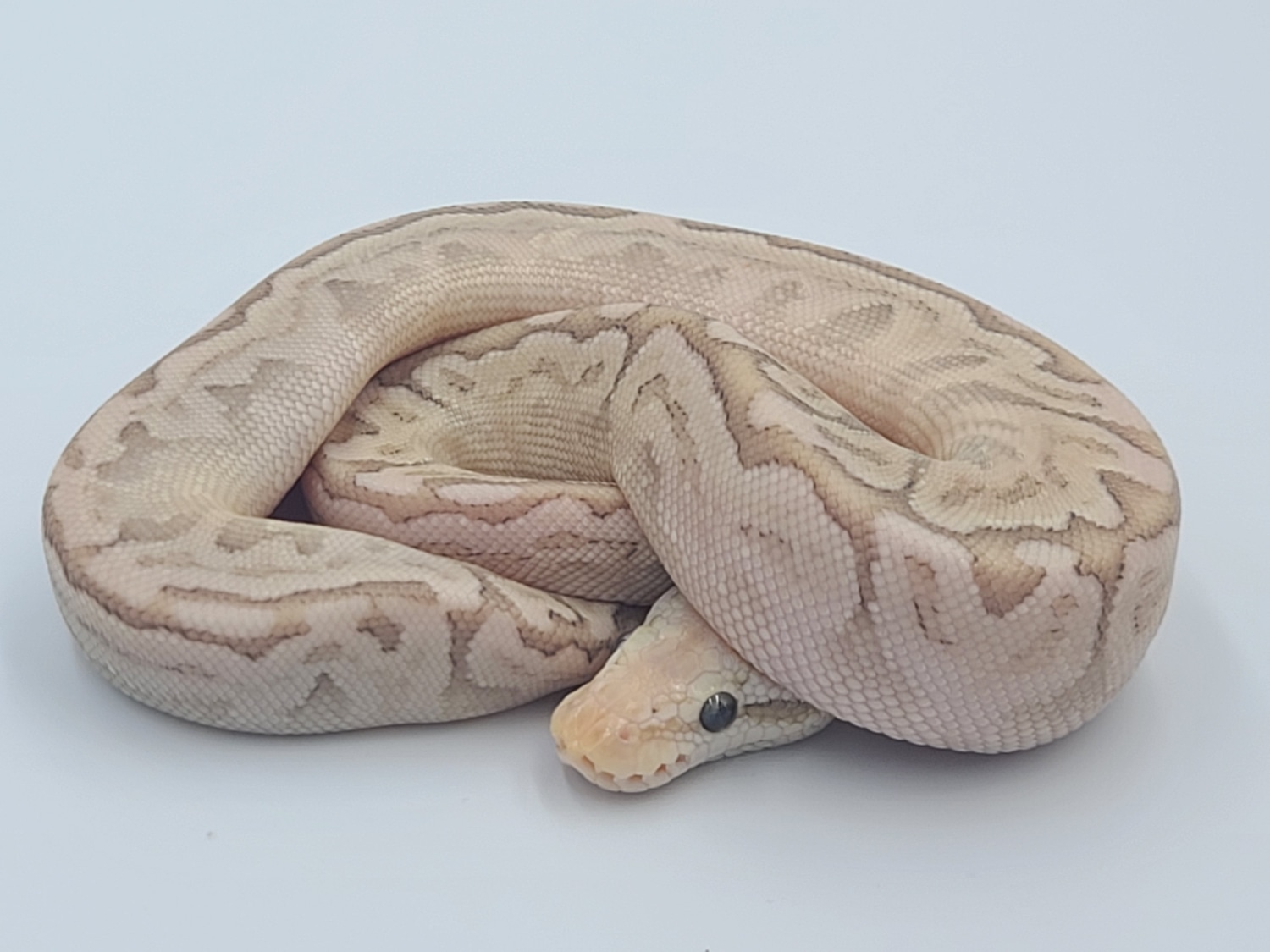 Pastel Leopard Bamboo Ball Python by Unbelievaballs - MorphMarket