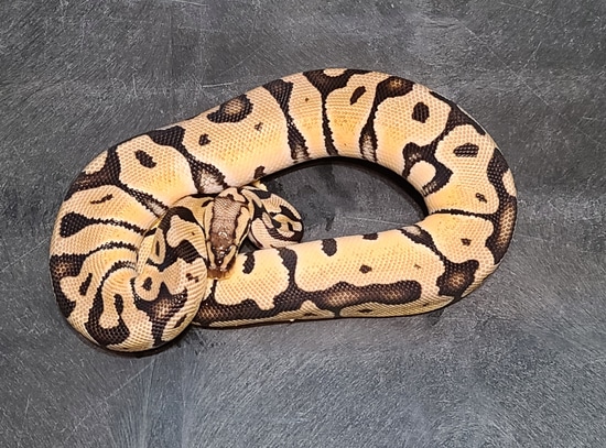 Pastel Nanny Het Clown Ball Python by Unbelievaballs