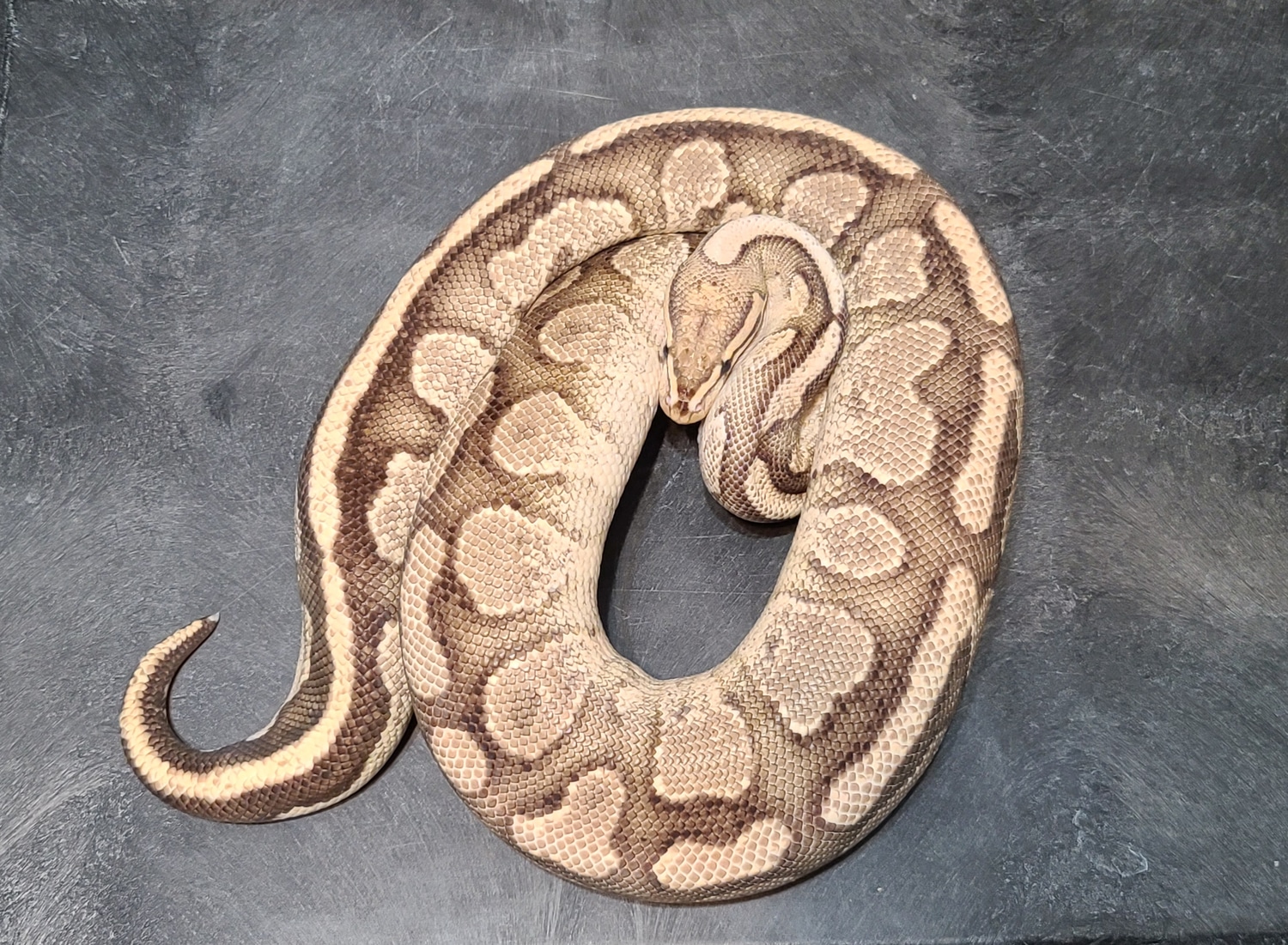 Fire YB Ball Python by Unbelievaballs - MorphMarket