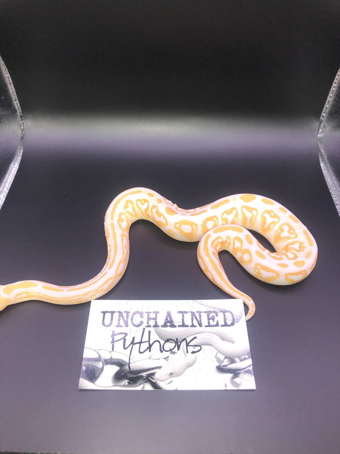 Black Pastel Albino Ball Python by Unchained Pythons LLC - MorphMarket