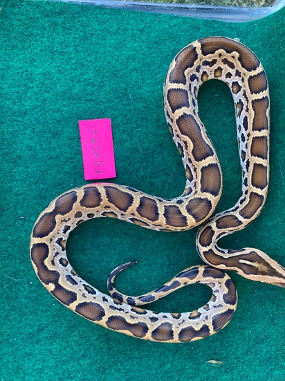 25% Dwarf ,Albino And Green Female Burmese Python by Wayout Exotics