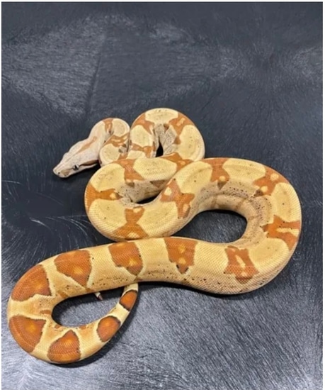 Hypo Jungle Het Albino And Type1 Anery Boa Constrictor by Wayout Exotics