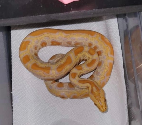 Albino 100% Het Green 25% Dwarf Burmese Python by Wayout Exotics