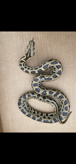 Leopard Burmese STUNNING Burmese Python by Wayout Exotics