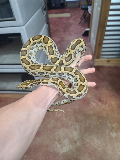 Leopard Burmese Male NICE Burmese Python by Wayout Exotics