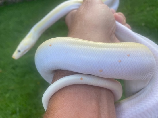 COW Platinum Sunfire Tiger ! BEAUTIFUL Reticulated Python by Wayout Exotics