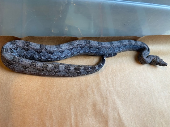 High Contrast Argentine Female Argentine Boa Constrictor by Wayout Exotics