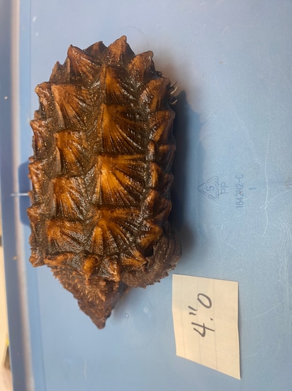 STUNNING Alligator Snappers Snapping Turtle by Wayout Exotics