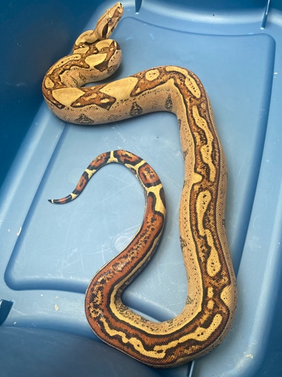 Prodigy ( 2 Snakes) Jungle PROJECT Boa Constrictor by Wayout Exotics