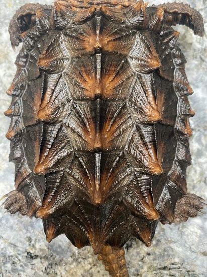 Alligator Snapper NICE Snapping Turtle by Wayout Exotics