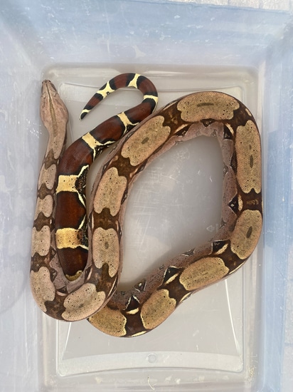 2019 Male Guyana GORGEOUS True Red-Tailed Boa Constrictor by Wayout Exotics