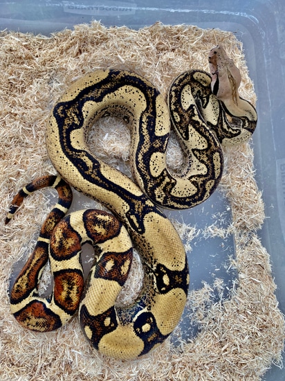 2020 HOLDBACK Jungle Het Kahl Albino Boa Constrictor by Wayout Exotics