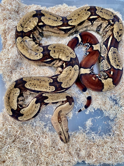 2019 Suriname GORGEOUS True Red-Tailed Boa Constrictor by Wayout Exotics