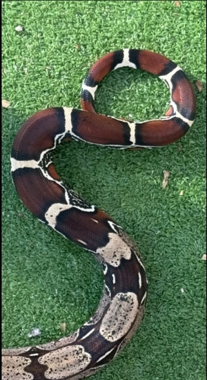 2021 Male Suriname BRIGHT True Red-Tailed Boa Constrictor by Wayout Exotics