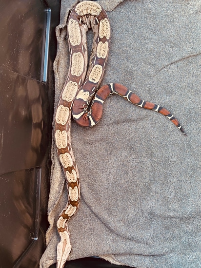 2021 Male Suriname BEAUTIFUL True Red-Tailed Boa Constrictor by Wayout ...