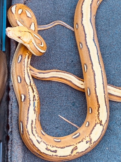 2023 Orange Ghost Stripe Sunfire Het Purple Reticulated Python by ...