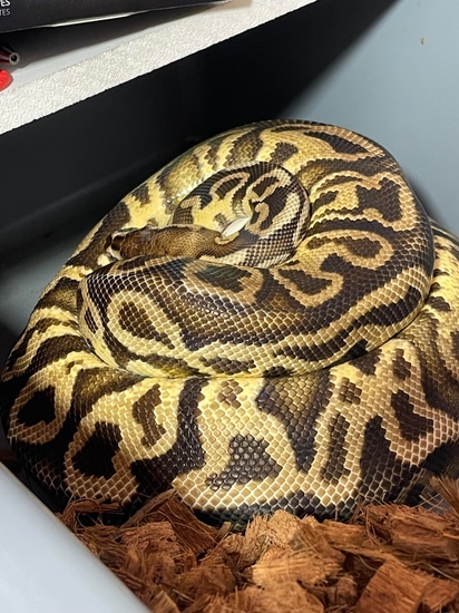 Leopard Yellow Belly Pastel Ball Python by Home Run Balls
