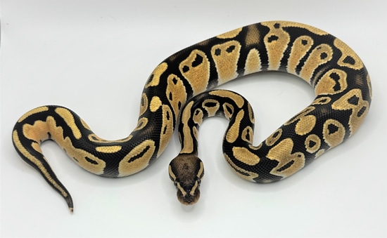 Orange Dream X-Treme Gene Ball Python by Home Run Balls