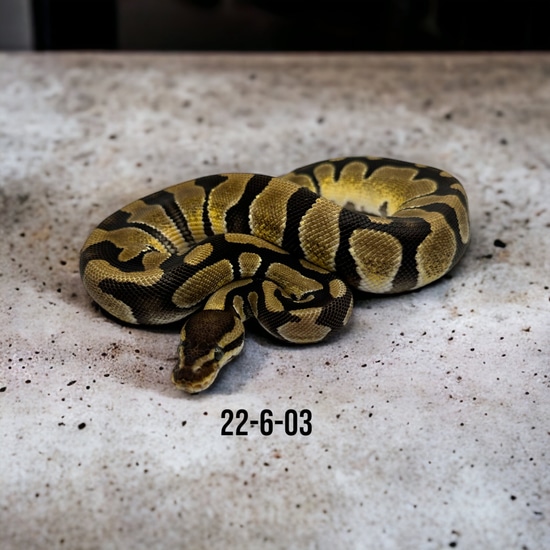 Enchi Pastel DH Axanthic/DG Ball Python by Home Run Balls