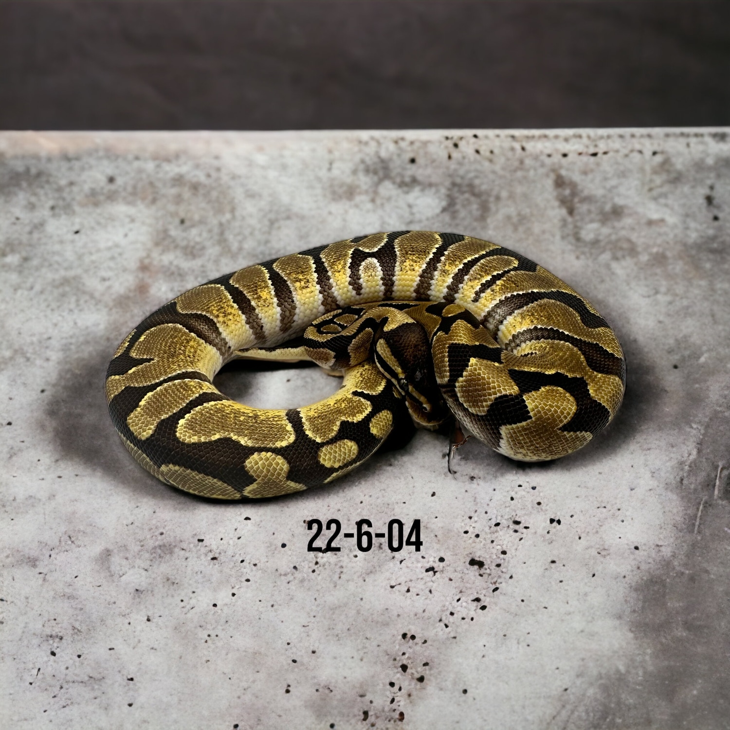 Enchi DH Axanthic VPI/DG Ball Python by Home Run Balls - MorphMarket