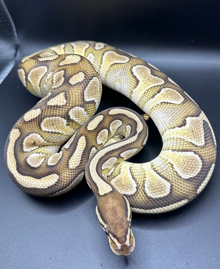 Lesser DH Clown/DG Ball Python by Home Run Balls