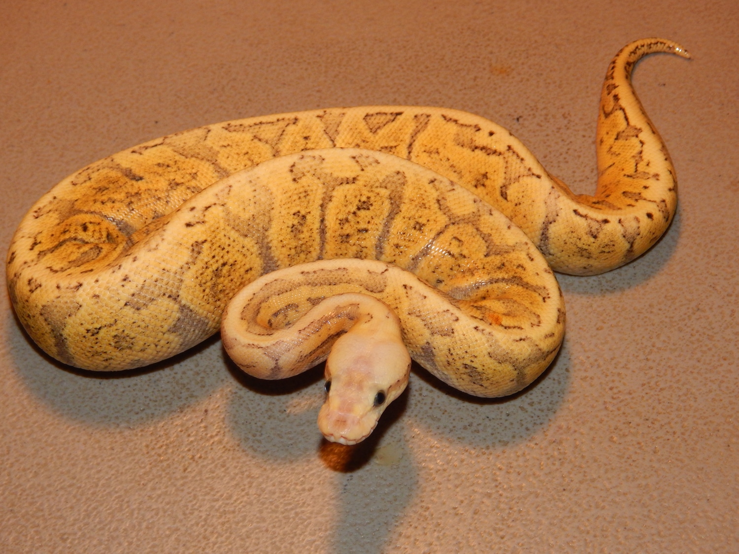 GHI Lemon Blast Ball Python by Uncle Joe's Ball Pythons - MorphMarket