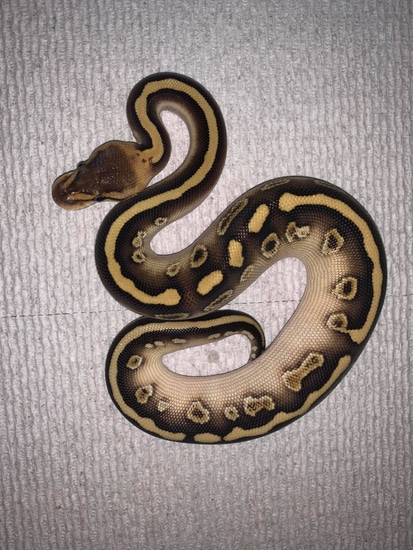 Butter Wookie 100% Het Clown Ball Python by Uncle Joe's Ball Pythons