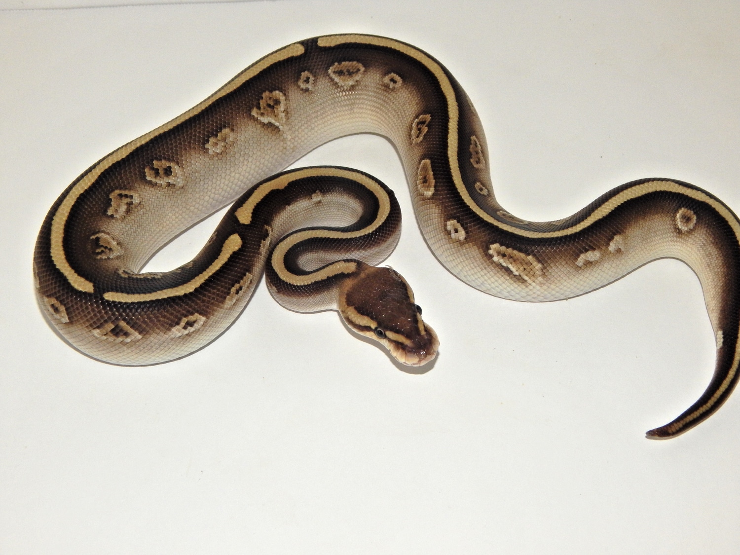 Butter Wookie Ball Python by Uncle Joe's Ball Pythons - MorphMarket