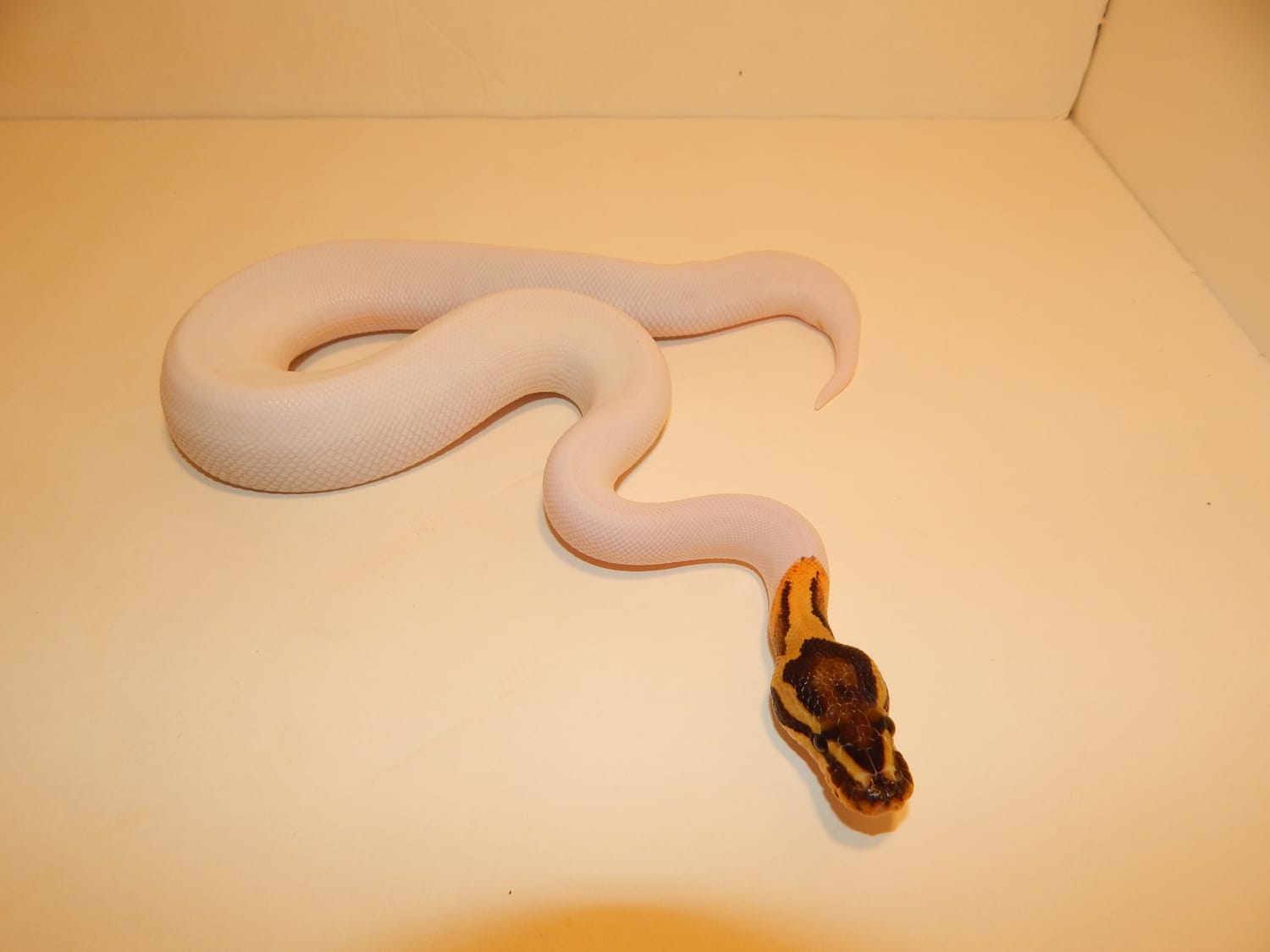 Fire Pied Ball Python by Uncle Joe's Ball Pythons - MorphMarket