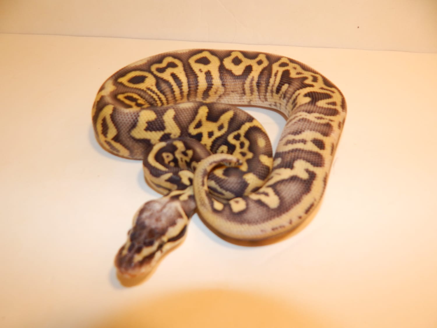 Super Pastel Leopard Yellowbelly 100% Het Clown Ball Python by Uncle ...