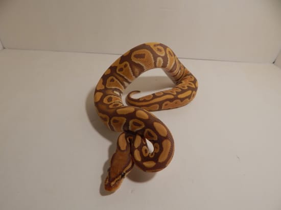 Ultramel 100% Het Clown Ball Python by Uncle Joe's Ball Pythons