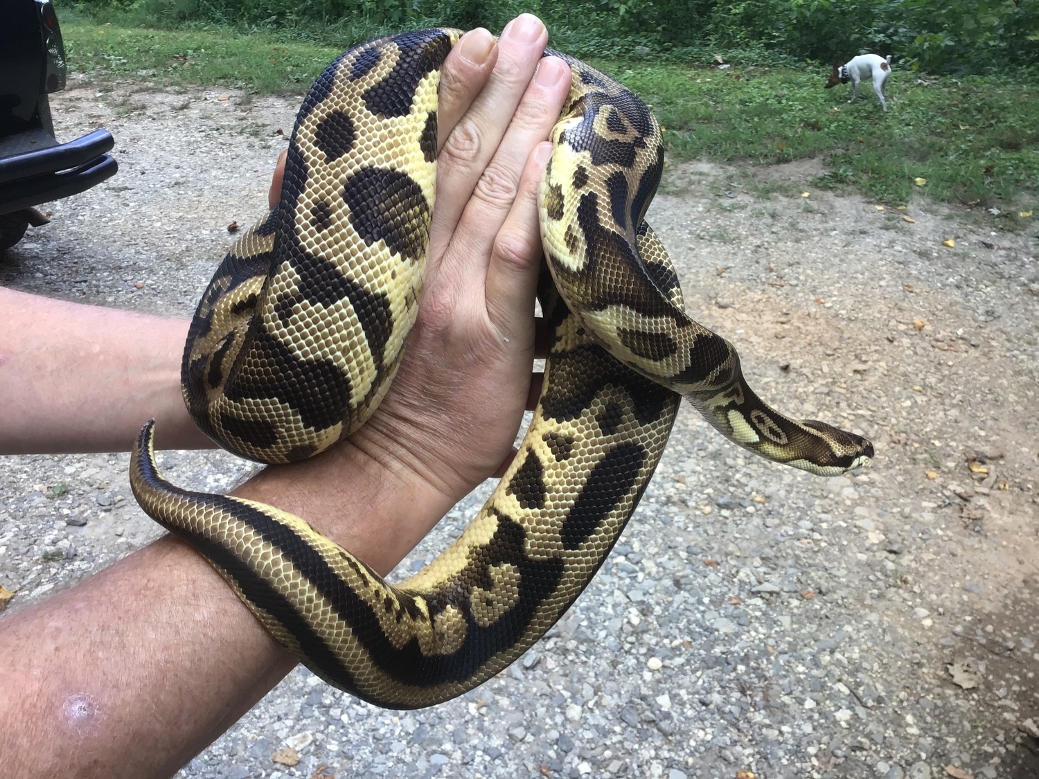 Pastel Leopard Yellow Belly Proven Breeder Ball Python by Uncle Joe's ...