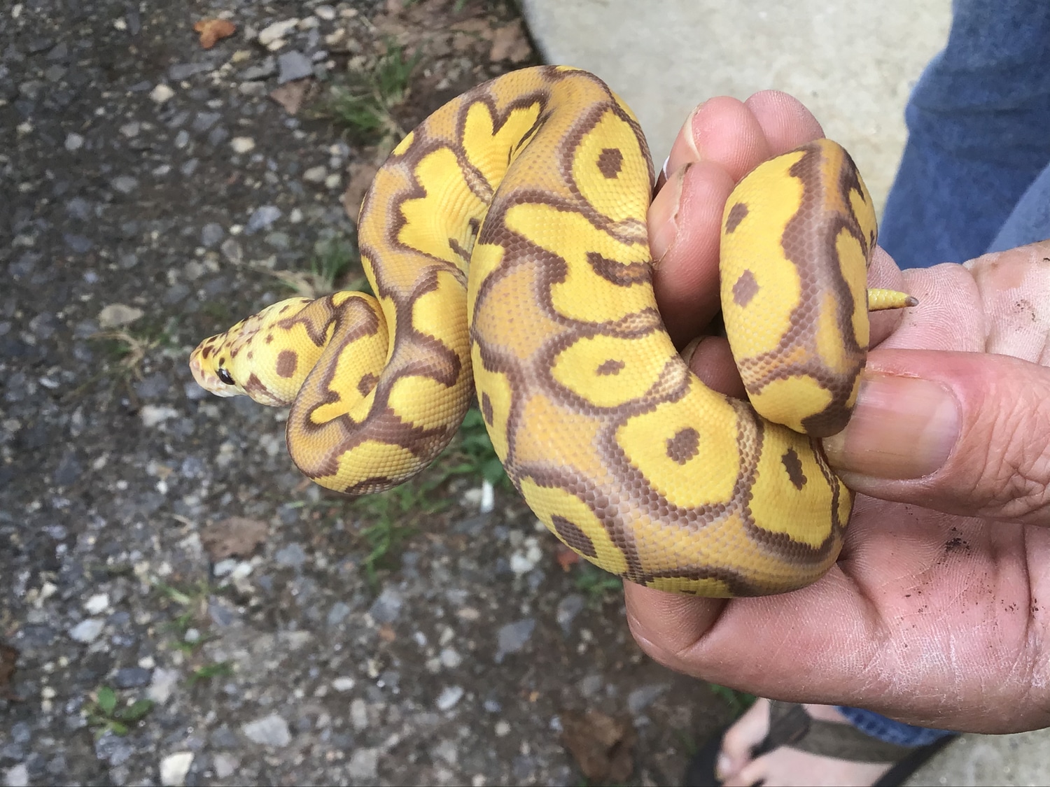 Pastel Ultramel Clown Ball Python by Uncle Joe's Ball Pythons - MorphMarket