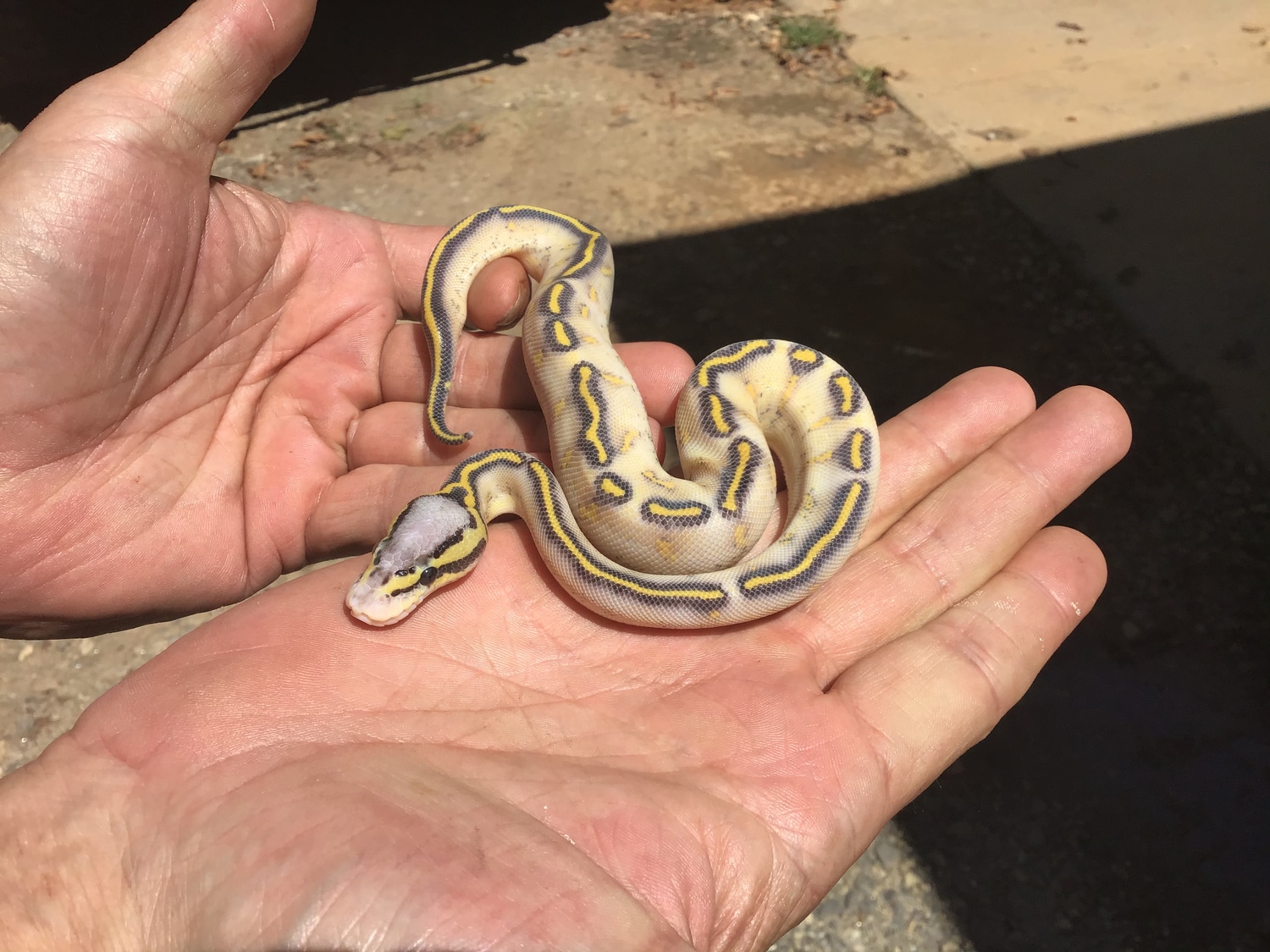 Pastel Highway Ball Python by Uncle Joe's Ball Pythons - MorphMarket