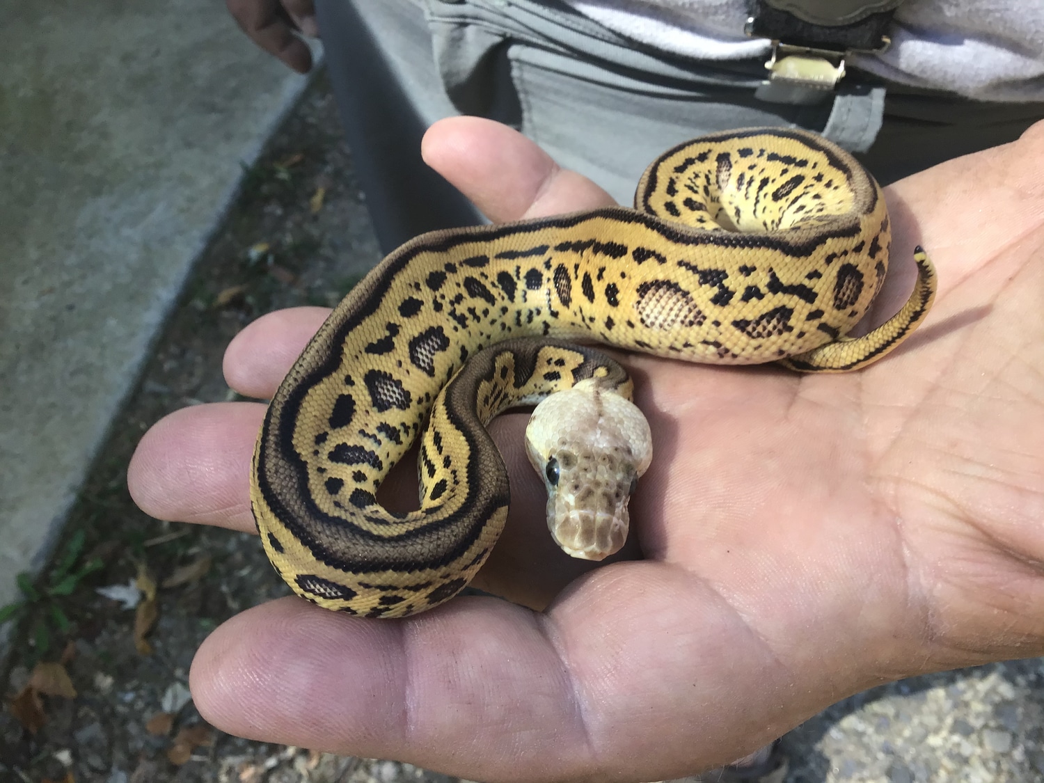 Uncle Joe's Ball Pythons's Collection - MorphMarket