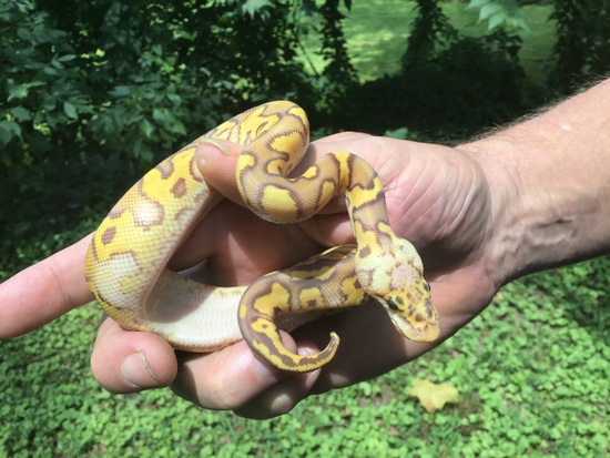Pastel Ultramel Clown Ball Python by Uncle Joe's Ball Pythons